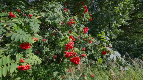 Pic Mountain Stock Videos – Royalty-Free HD & 4K Videos | Pond5