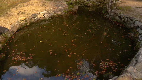 Vibrant Fall Foliage over Pond at Tradit... | Stock Video | Pond5