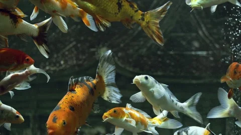 Group Meaming Stock Videos – Royalty-Free HD & 4K Videos | Pond5