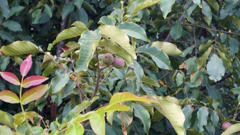 Greenraw?Media=Footage Stock Videos – Royalty-Free HD & 4K Videos