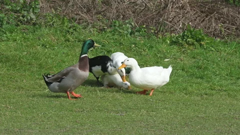 Vicious B Stock Videos – Royalty-Free HD & 4K Videos