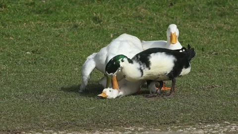 Vicious B Stock Videos – Royalty-Free HD & 4K Videos