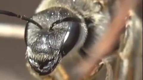 Vicious B Stock Videos – Royalty-Free HD & 4K Videos