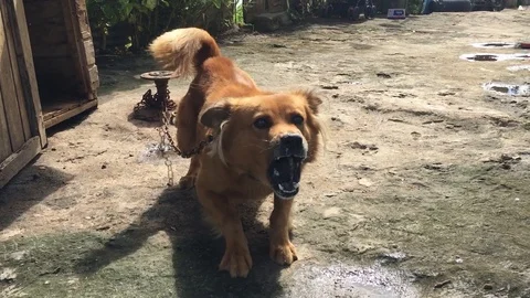 Vicious B Stock Videos – Royalty-Free HD & 4K Videos