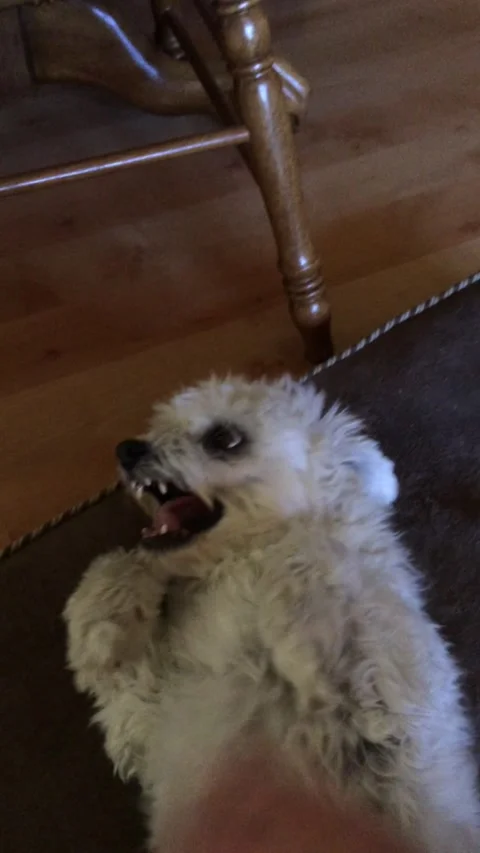 Vicious Dog Stock Footage ~ Royalty Free Stock Videos | Pond5