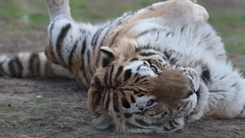 Vicious striped furry tiger laying on th... | Stock Video | Pond5