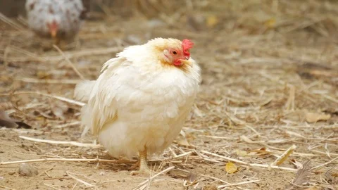 Video 4k of chicken resting in a farm | Stock Video | Pond5