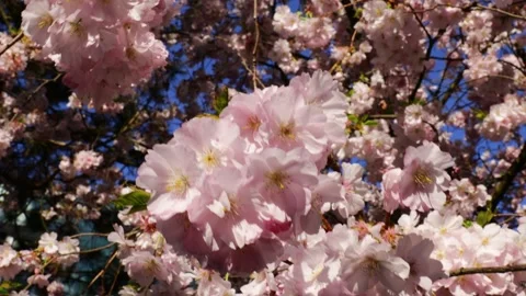 Sakura Video Stock Videos – Royalty-Free HD & 4K Videos