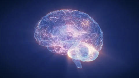 Brain Animation Video Stock Footage ~ Royalty Free Stock Videos | Pond5