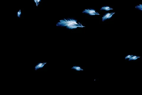 Feathers Stock Footage ~ Royalty Free Stock Videos | Pond5