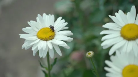 Y2Mate Background Stock Videos – Royalty-Free HD & 4K Videos | Pond5