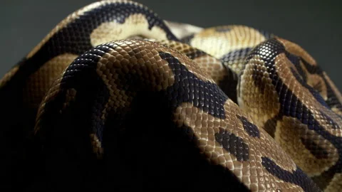 Video of ball python on dark texture | Stock Video | Pond5