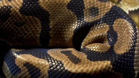 Royal Ball Stock Footage ~ Royalty Free Stock Videos | Pond5