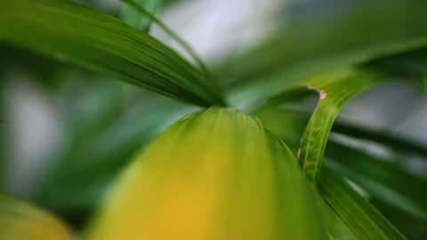 Detailing Videos Youtube Stock Videos – Royalty-Free HD & 4K Videos