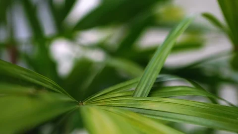 Detailing Videos Youtube Stock Videos – Royalty-Free HD & 4K Videos