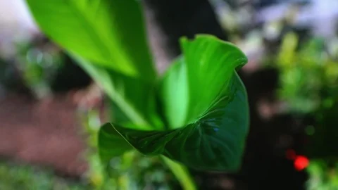 Detailing Videos Youtube Stock Videos – Royalty-Free HD & 4K Videos