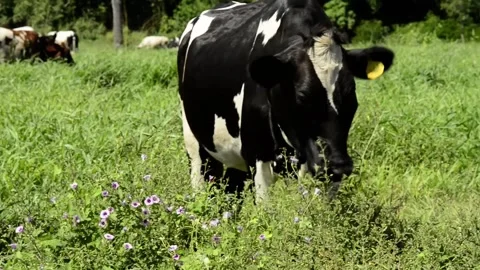 Video of brown holstein friesian cow fee... | Stock Video | Pond5