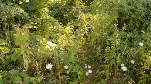 Video Trail Camera Stock Videos – Royalty-Free HD & 4K Videos | Pond5