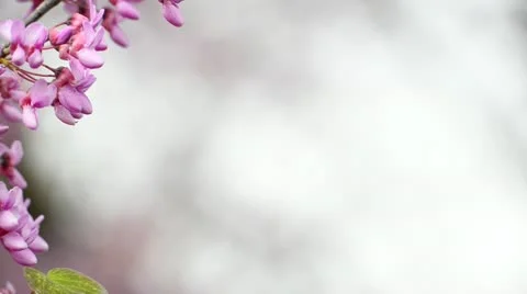 Pinku Video Stock Videos – Royalty-Free HD & 4K Videos | Page 3