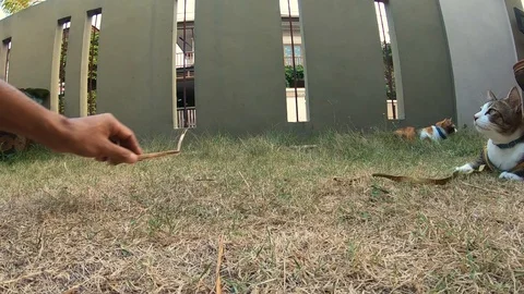 Cute Kitty Clip Stock Videos – Royalty-Free HD & 4K Videos