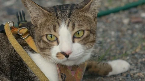 Cute Kitty Clip Stock Videos – Royalty-Free HD & 4K Videos