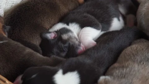 Video Onpuppies Stock Videos – Royalty-Free HD & 4K Videos