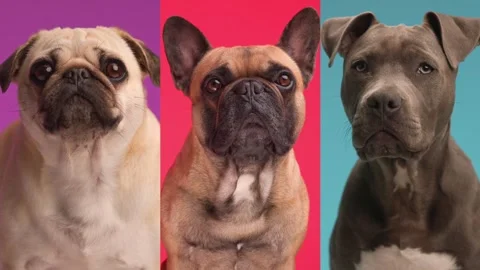 Photos Of Bulldogs Stock Videos – Royalty-Free HD & 4K Videos | Pond5