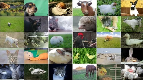 Film Camera Collage Stock Videos – Royalty-Free HD & 4K Videos | Page 5