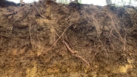 Video of cut soil where you can see plan... | Stock Video | Pond5