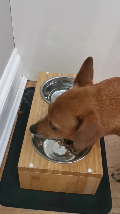 Dog Food F Stock Videos – Royalty-Free HD & 4K Videos