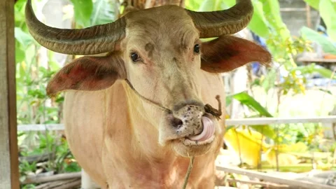 Animals_Farm Video Stock Videos – Royalty-Free HD & 4K Videos | Pond5