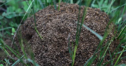 Fire Ants Video Stock Videos – Royalty-Free HD & 4K Videos