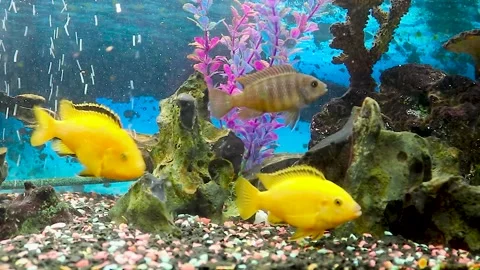 Video of Fish Swimming in a Tropical Freshwater Aquarium