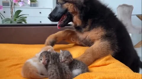 German Cat Video Stock Videos – Royalty-Free HD & 4K Videos