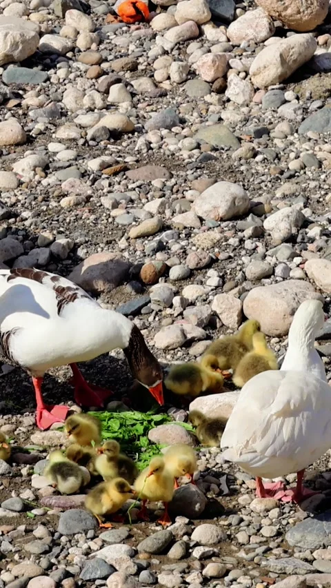 Predators Videos Stock Videos – Royalty-Free HD & 4K Videos