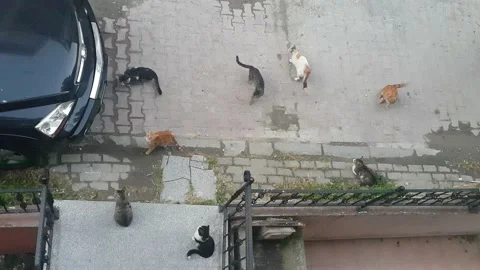 Stray Cat Video Stock Videos – Royalty-Free HD & 4K Videos | Page 3