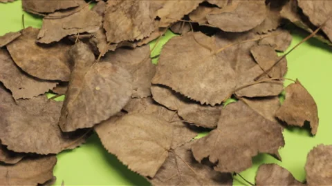Leaves Blowing Fall Green Screen Stock Videos – Royalty-Free HD & 4K Videos