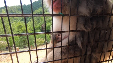 Japanese Mother Video Stock Videos – Royalty-Free HD & 4K Videos | Pond5