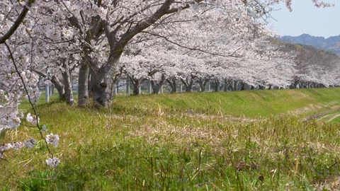 Full Row Stock Videos – Royalty-Free HD & 4K Videos | Pond5