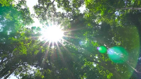 Video nature beam of light through the l... | Stock Video | Pond5