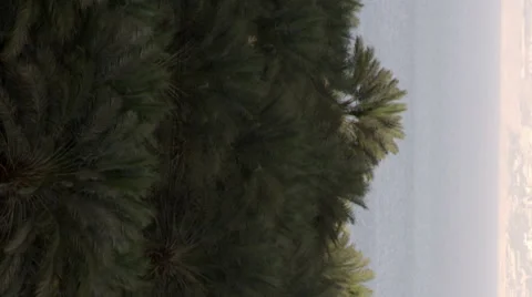 Video of palm tree crowns at the Dead Se... | Stock Video | Pond5