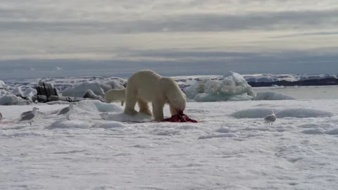 Mammamias Video Stock Videos – Royalty-Free HD & 4K Videos | Pond5