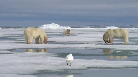 Mammamias Video Stock Videos – Royalty-Free HD & 4K Videos | Pond5