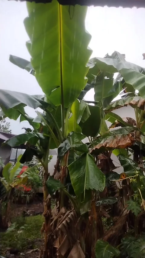Banana Tree Stock Footage ~ Royalty Free Stock Videos | Pond5