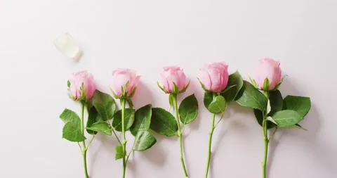 Video of a row of pink rose stems on whi... | Stock Video | Pond5