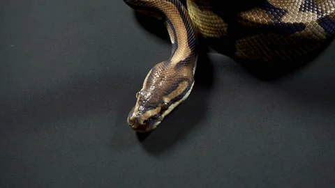 Royal Ball Stock Footage ~ Royalty Free Stock Videos | Pond5