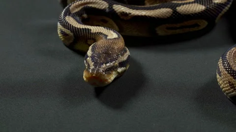 Royal Background Stock Video Footage | Royalty Free Royal Background ...