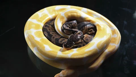 Royal Ball Stock Footage ~ Royalty Free Stock Videos | Pond5