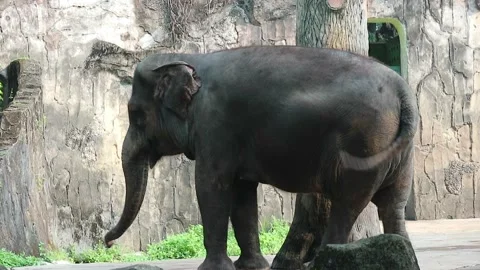 This is video of Sumatran elephant (Elep... | Stock Video | Pond5