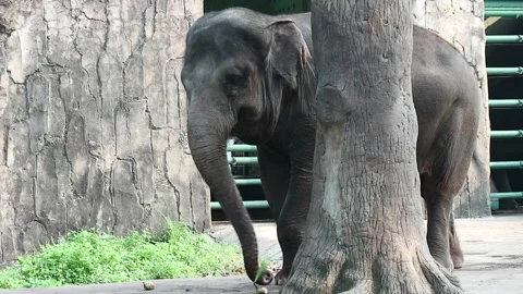 This is video of Sumatran elephant (Elep... | Stock Video | Pond5
